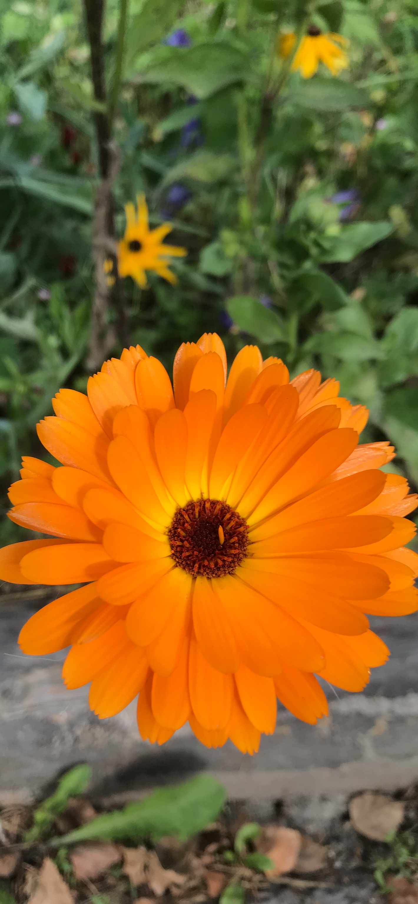 Sense - Wallpapers Central