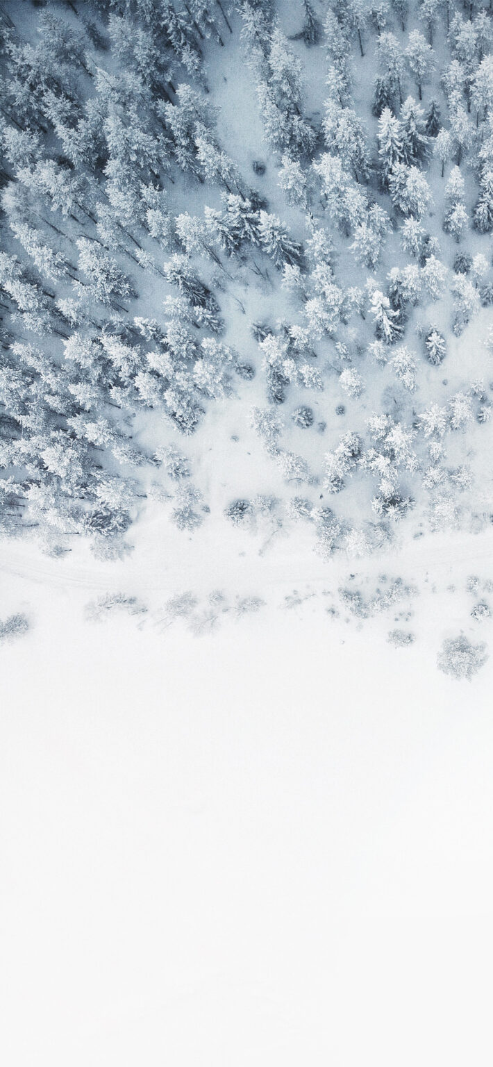 White Forest - Wallpapers Central