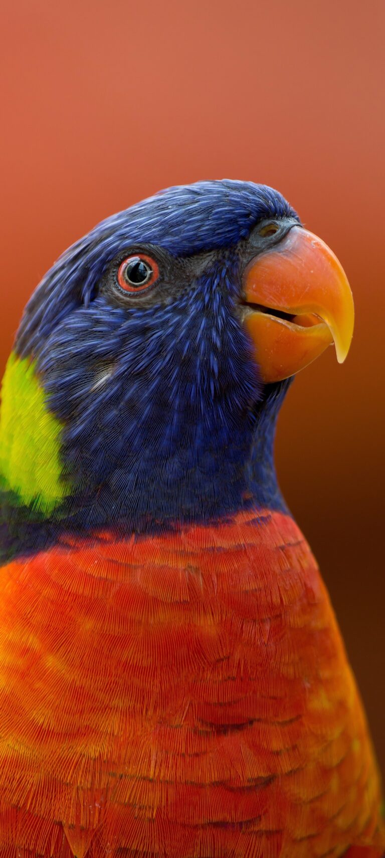 Lorikeet - Parrot | Depth Effect - Wallpapers Central