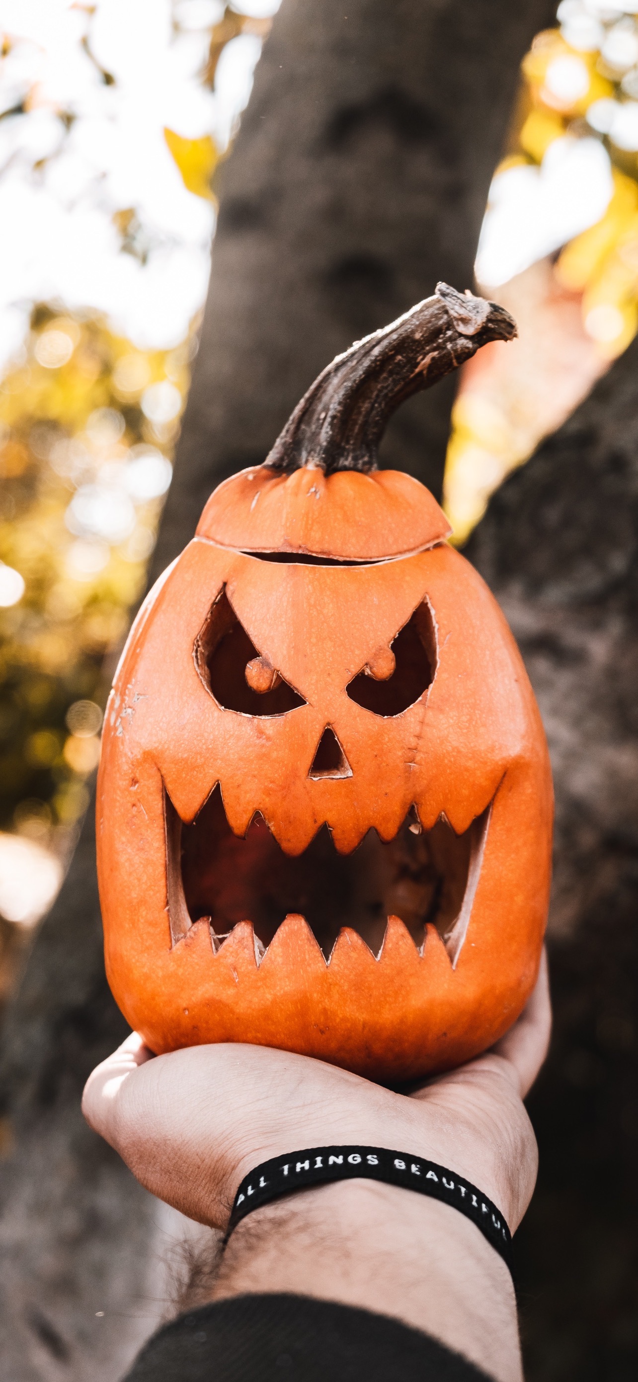 Pumpkin | Depth Effect - Wallpapers Central