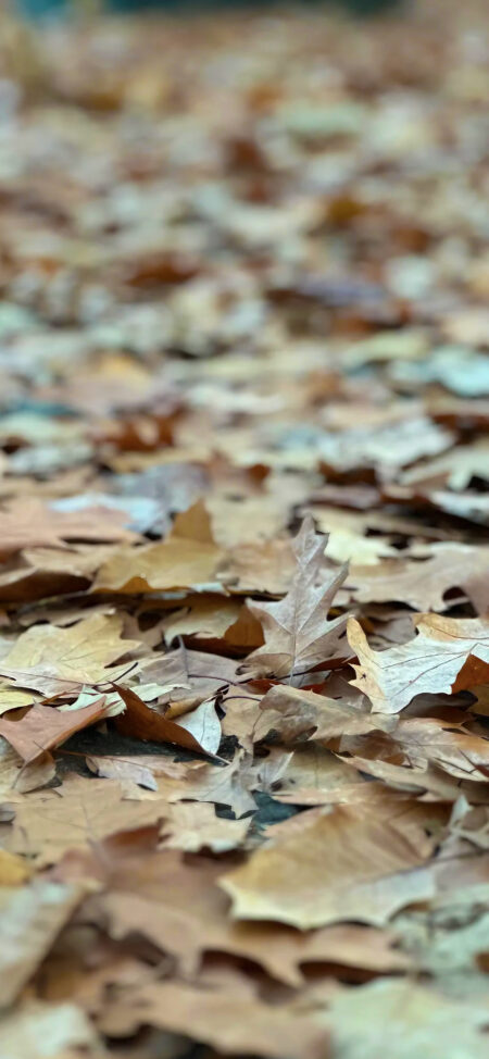 Wallpapers Central Wallpapers Central