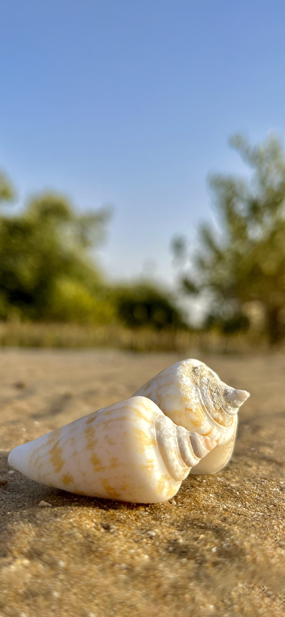 Shell - Wallpapers Central