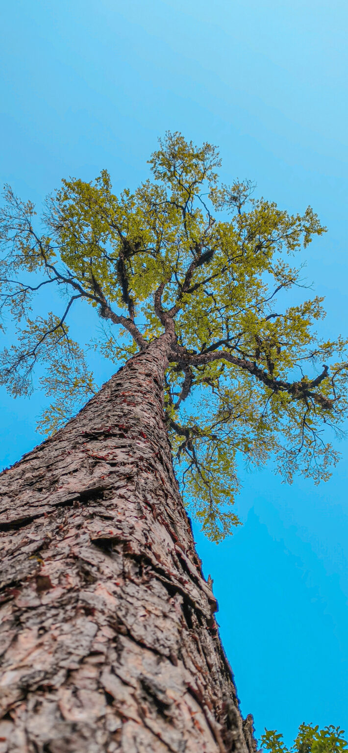 Himalayan Tree - Wallpapers Central