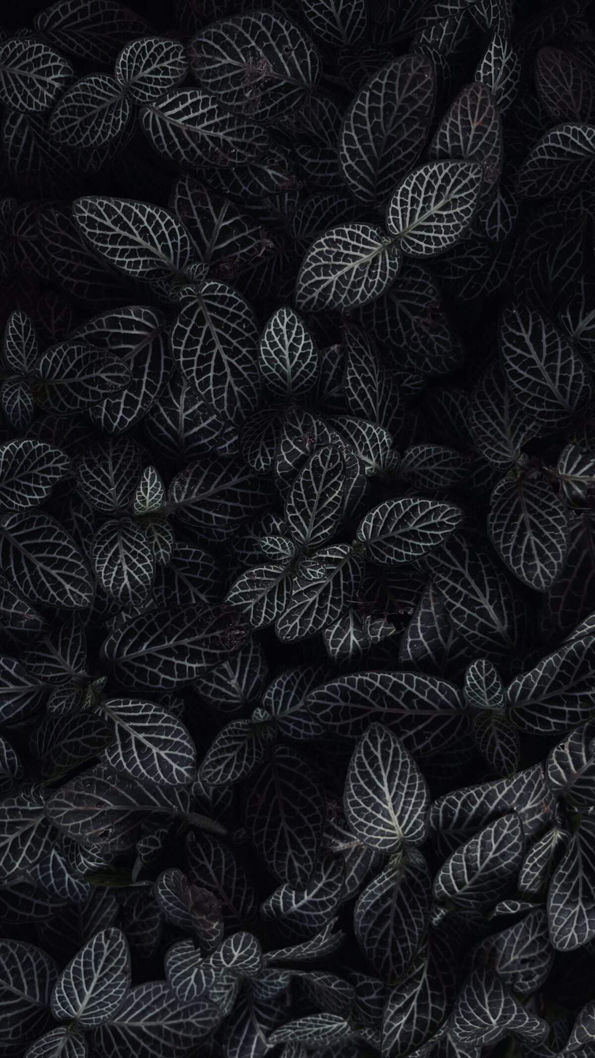 B&W Nature - Wallpapers Central