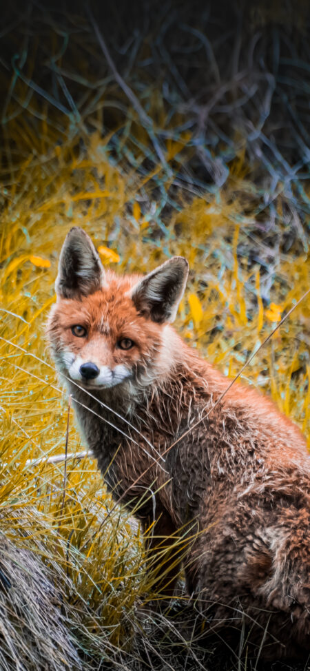Animals Wallpapers - Wallpapers Central