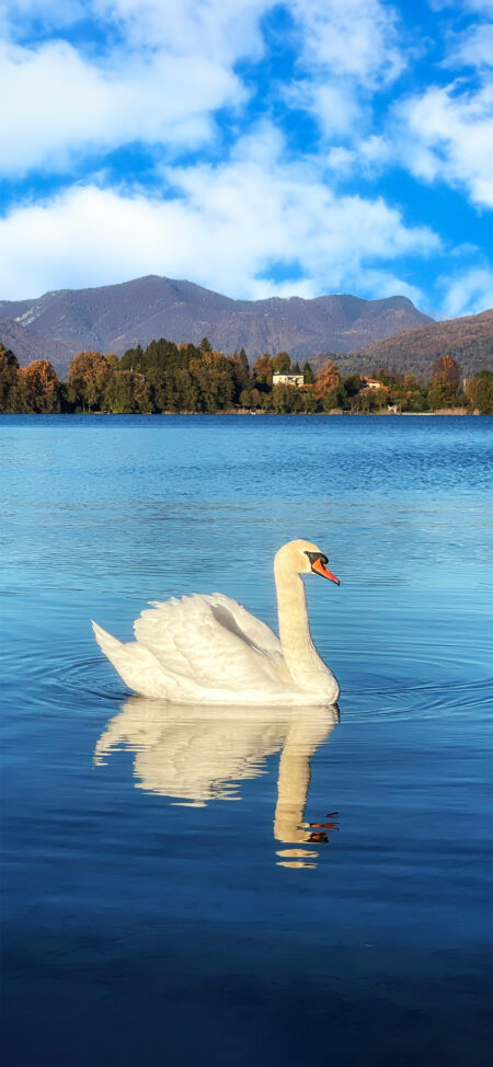 Swan - Wallpapers Central