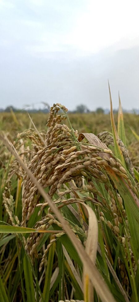 Rice - Wallpapers Central