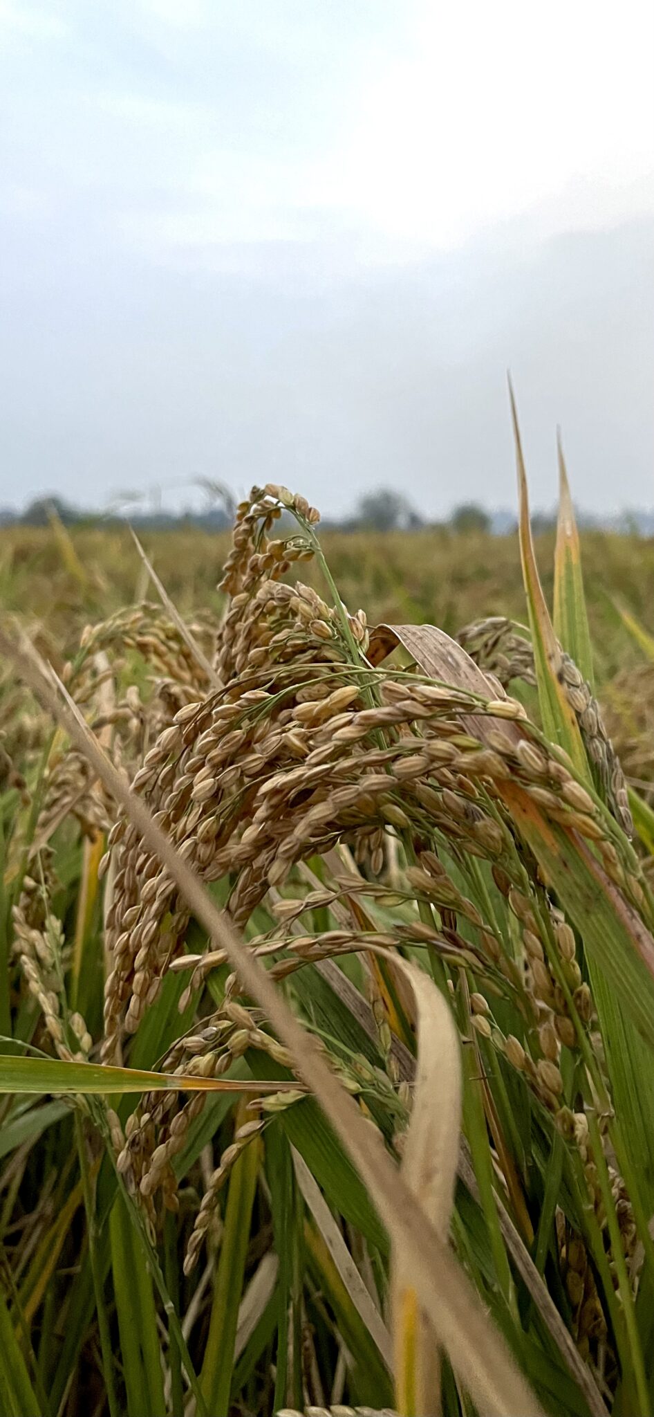 Rice - Wallpapers Central