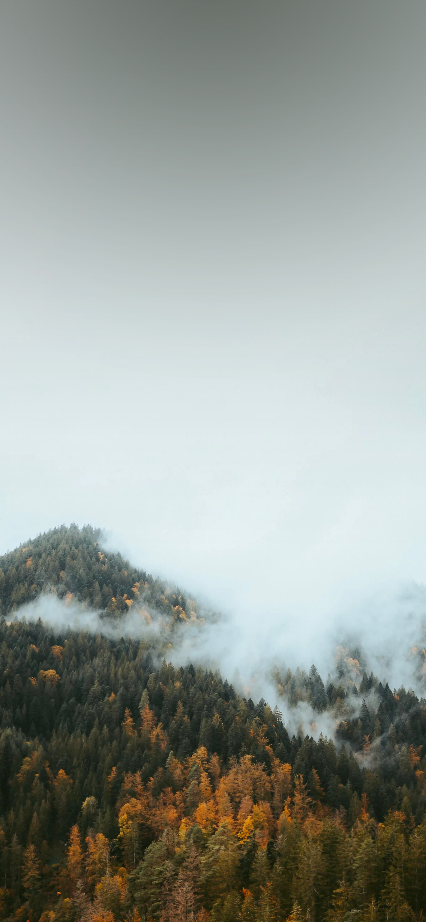 Black Forest MacOS - Wallpapers Central