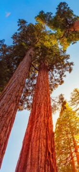 Real Sequoia Wallpaper - Wallpapers Central