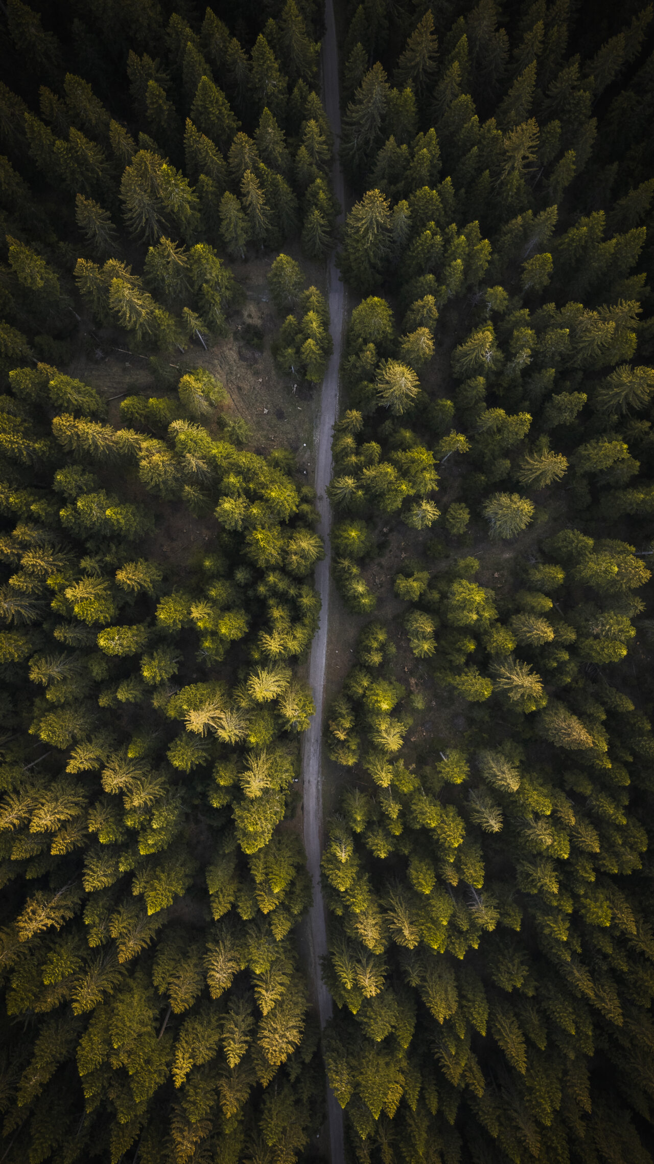 Deep Forest - Wallpapers Central