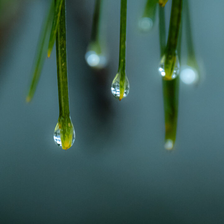 Drops - Wallpapers Central
