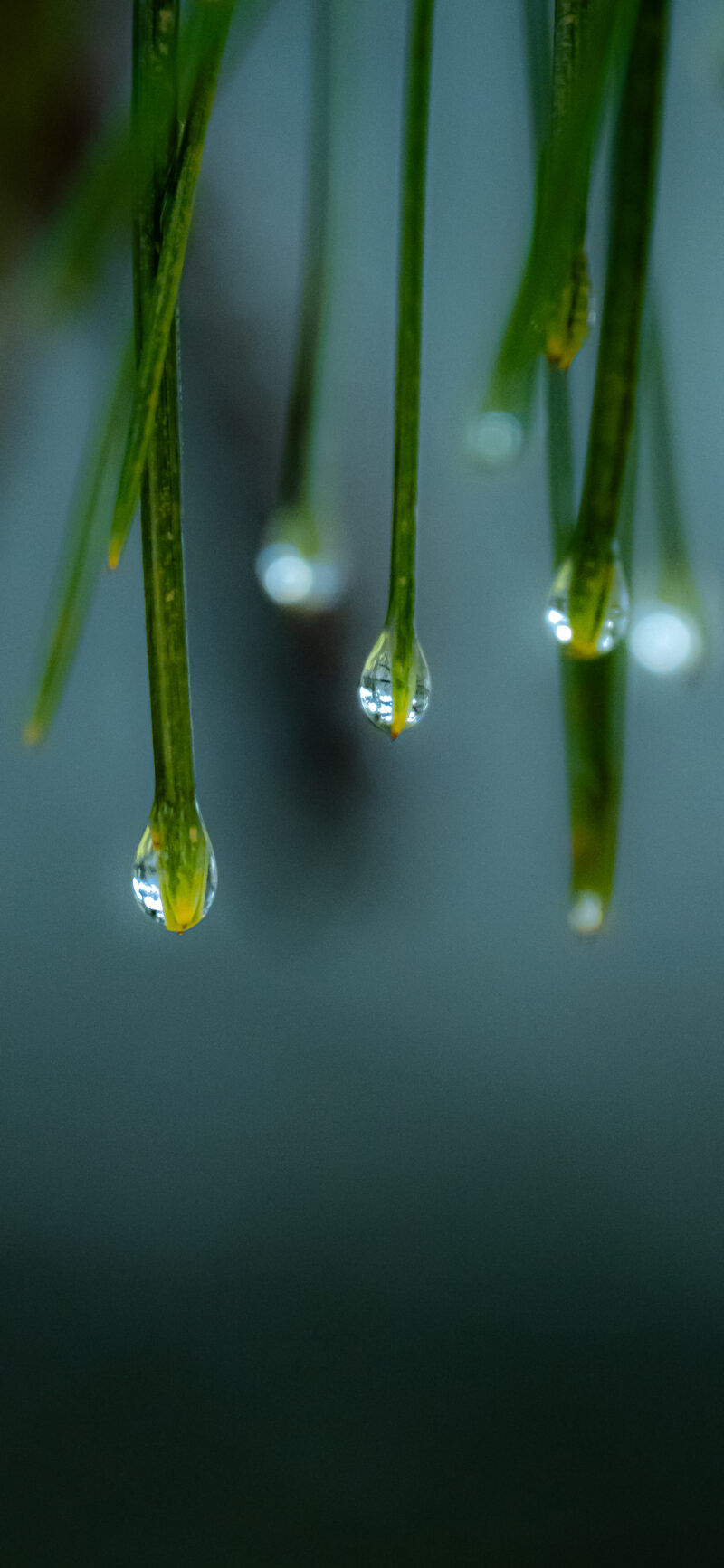 Drops - Wallpapers Central
